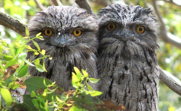 Bird Watching Tours | Birding Tours | Birdwatching Australia