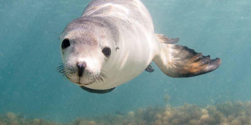 Posts from Perth Wildlife Encounters | Australian Wildlife Journeys