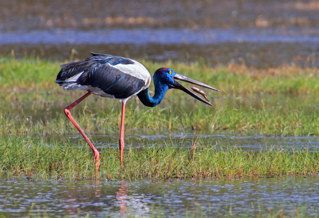 Waterbirds & Waders | Australian Wildlife Journeys
