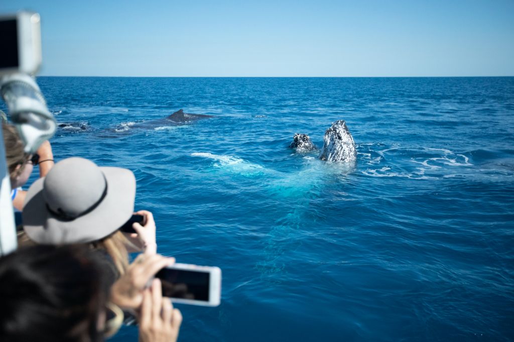 Pacific Whale Foundation Eco-Adventures Australia Tours | Australian ...