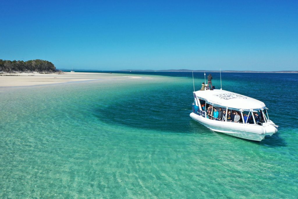 Hervey Bay Whale Watching Tours | Australian Wildlife Journeys