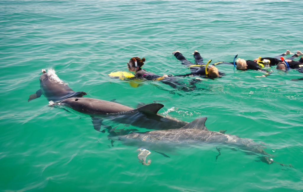 Perth Wildlife Encounters | Australian Wildlife Journeys