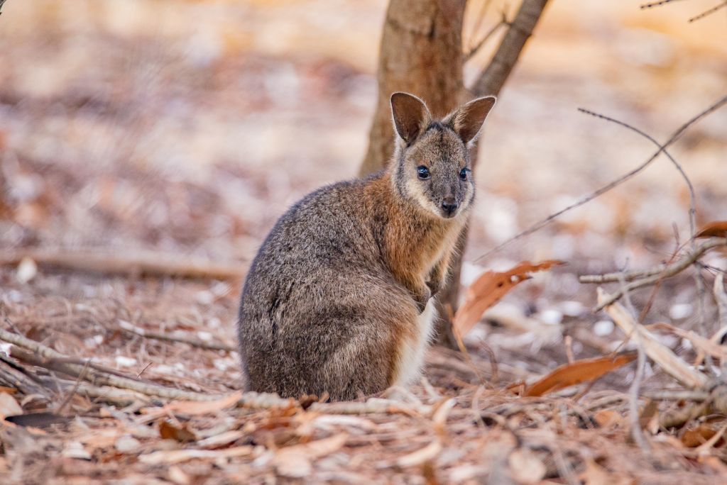 1 Day Kangaroo Island Wildlife Tour | Australian Wildlife Journeys