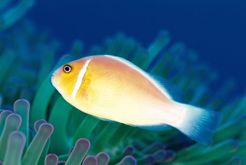 Fish & Marine Invertebrates | Australian Wildlife Journeys