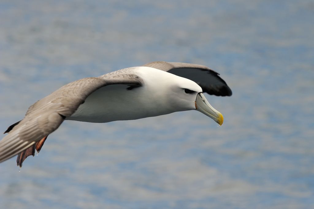 Seabirds | Australian Wildlife Journeys