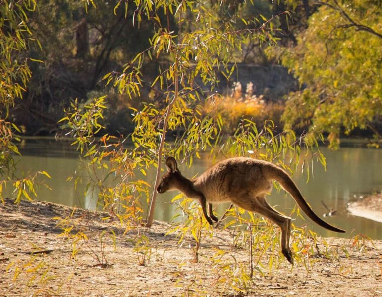 Murray River Safari Joins Australian Wildlife Journeys | Australian ...