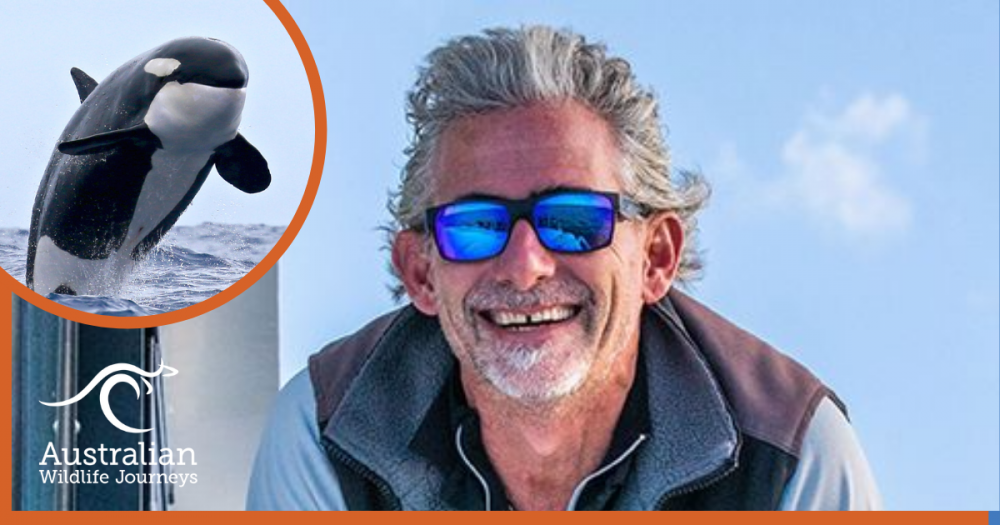 Tracking Orcas at the helm with Captain Dundee | Australian Wildlife ...