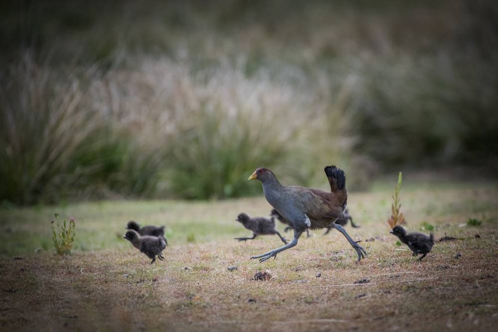 Species Feature: Tasmanian Native Hen | Australian Wildlife Journeys