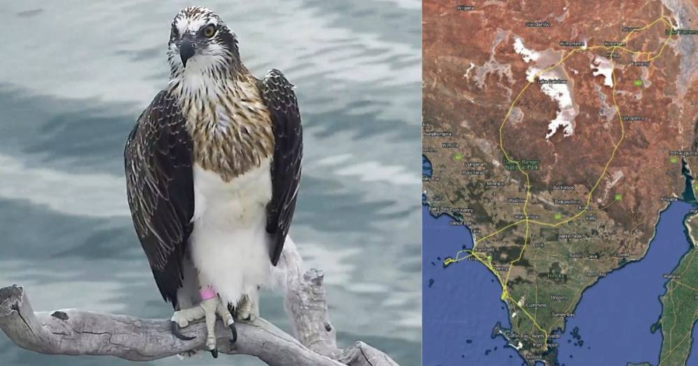 Port Lincoln Osprey Fledgling 'Zoe' Travels Over 1000km in One Week ...