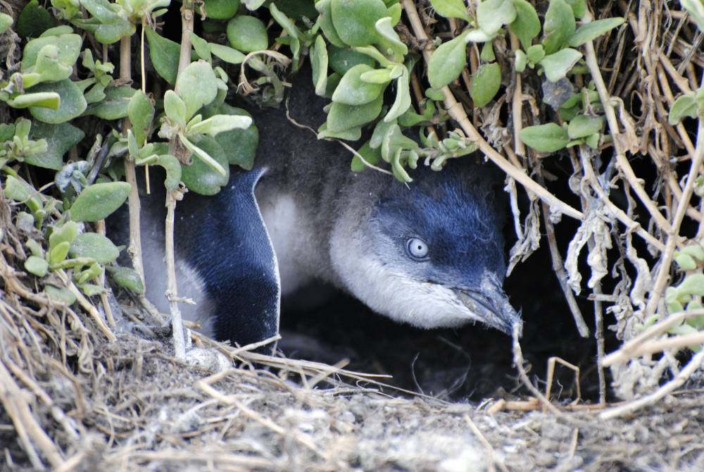 Species Feature: Little Penguin | Australian Wildlife Journeys