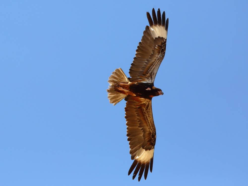 Raptors over the Red Centre | Australian Wildlife Journeys