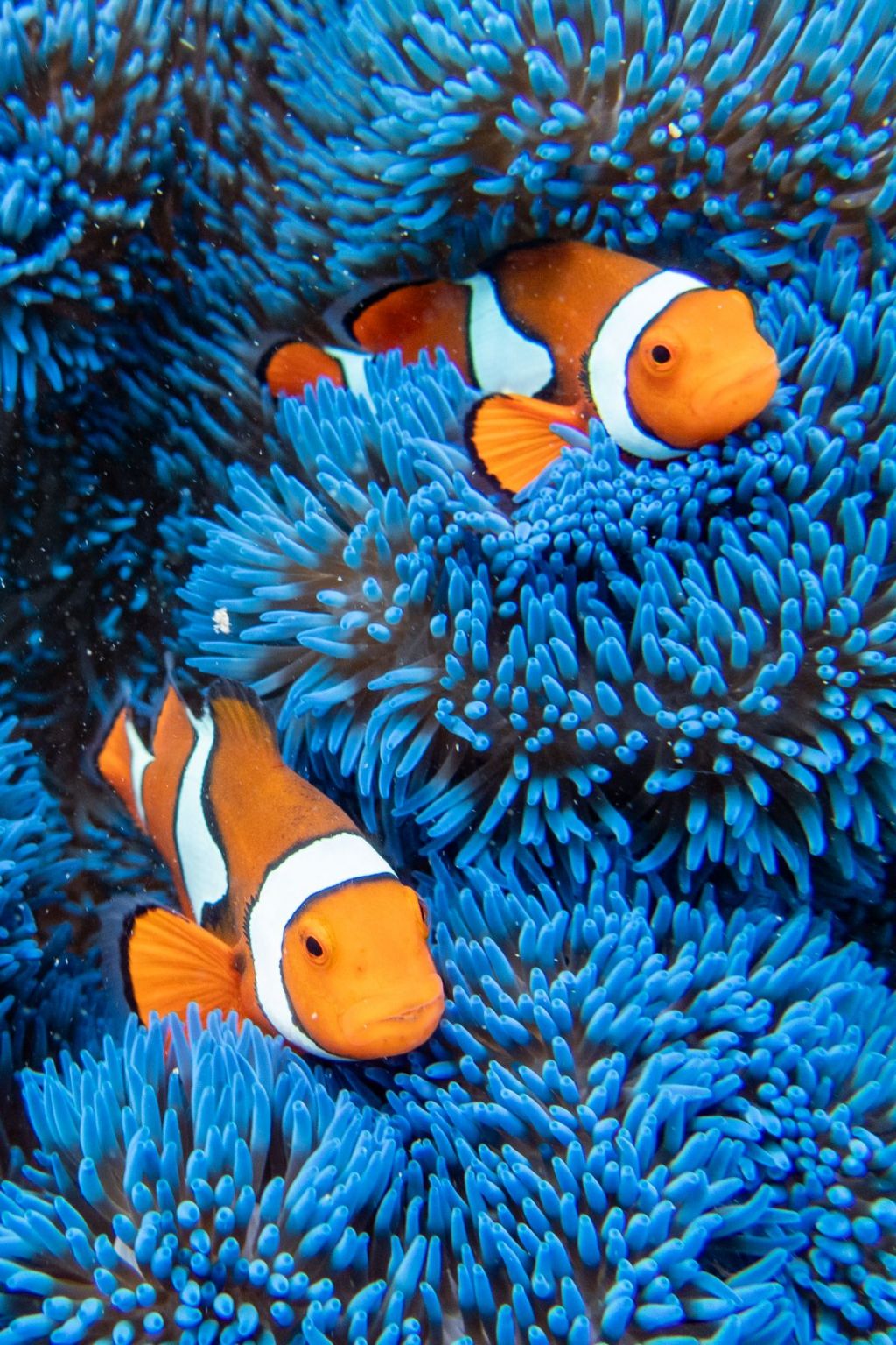 Fish | Australian Wildlife Journeys