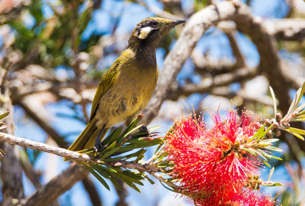 Raptors | Australian Wildlife Journeys