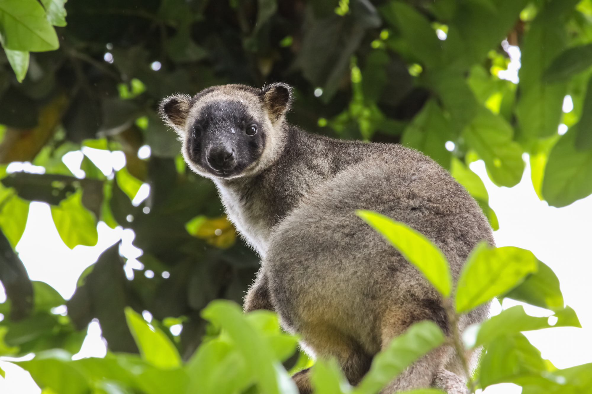Species Feature: Australian Tree-kangaroos | Australian Wildlife Journeys