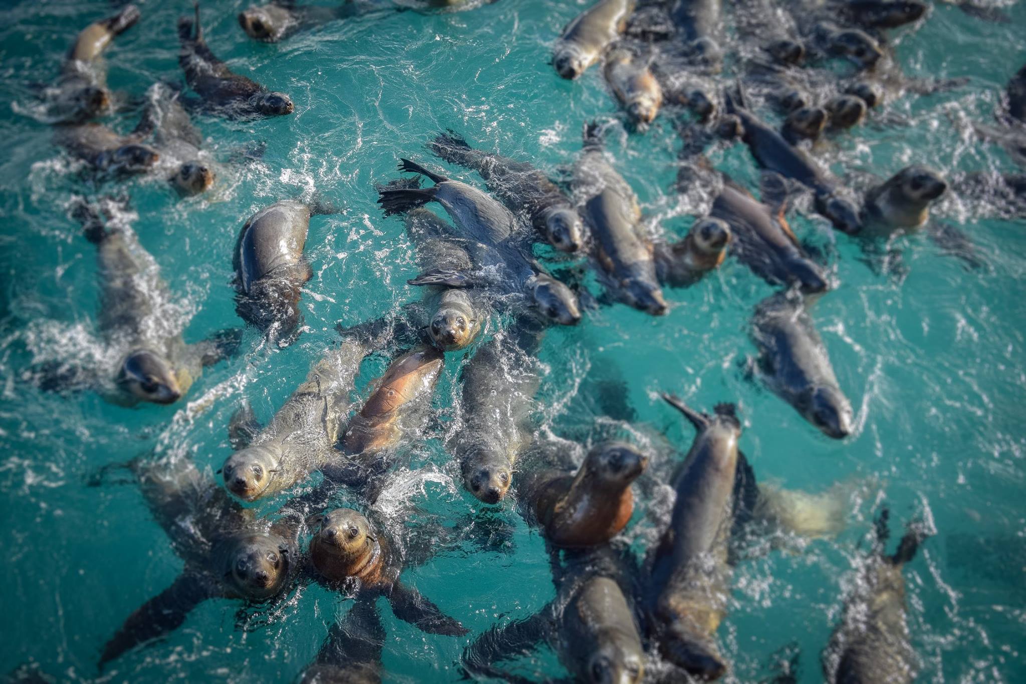 Sensational Seal and Dolphin Photos this Winter | Australian Wildlife ...