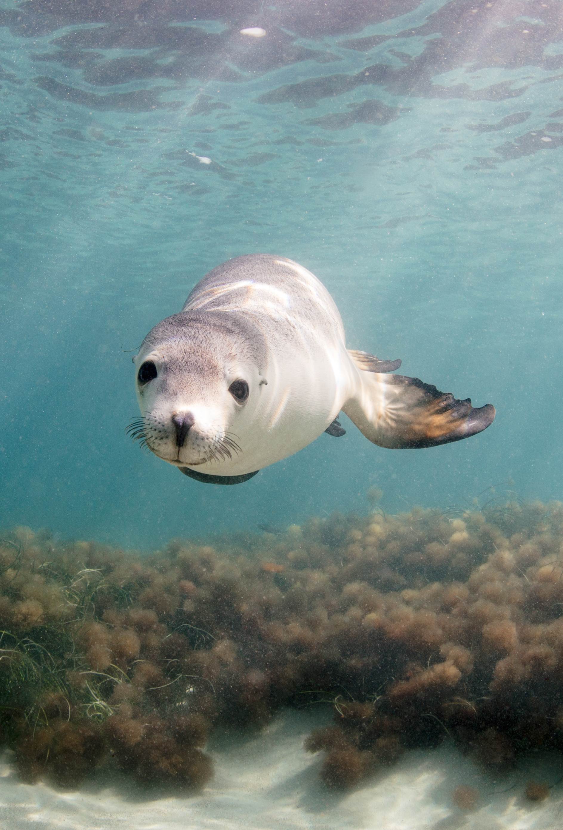 Species Feature: Australian Sea-lion | Australian Wildlife Journeys