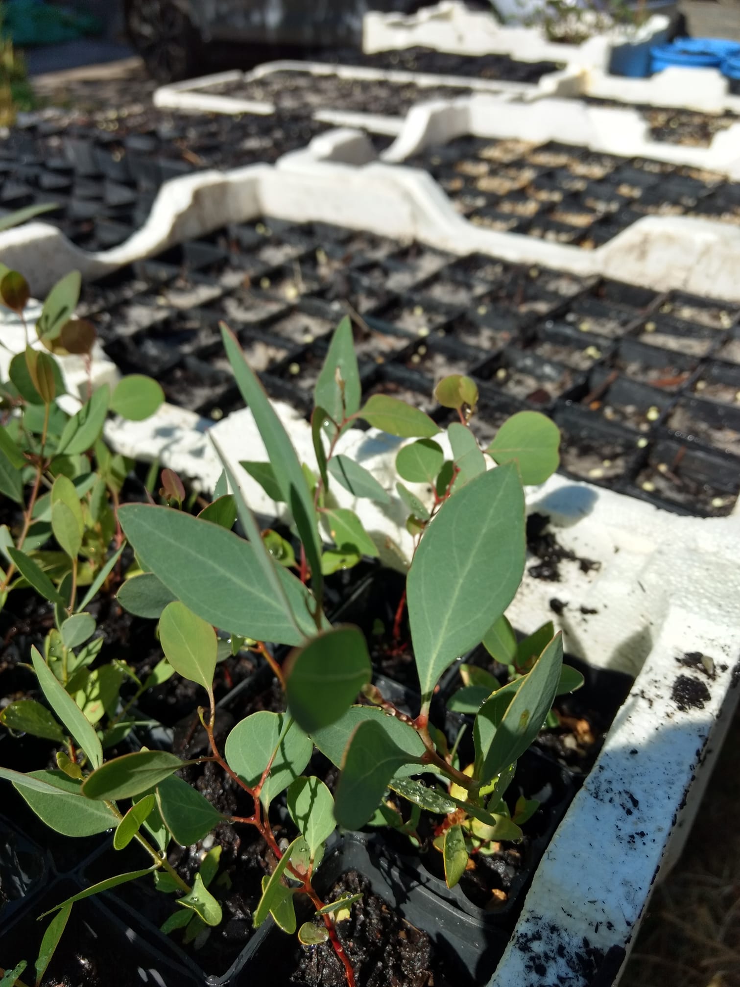 Koala Tree Planting Update | Australian Wildlife Journeys