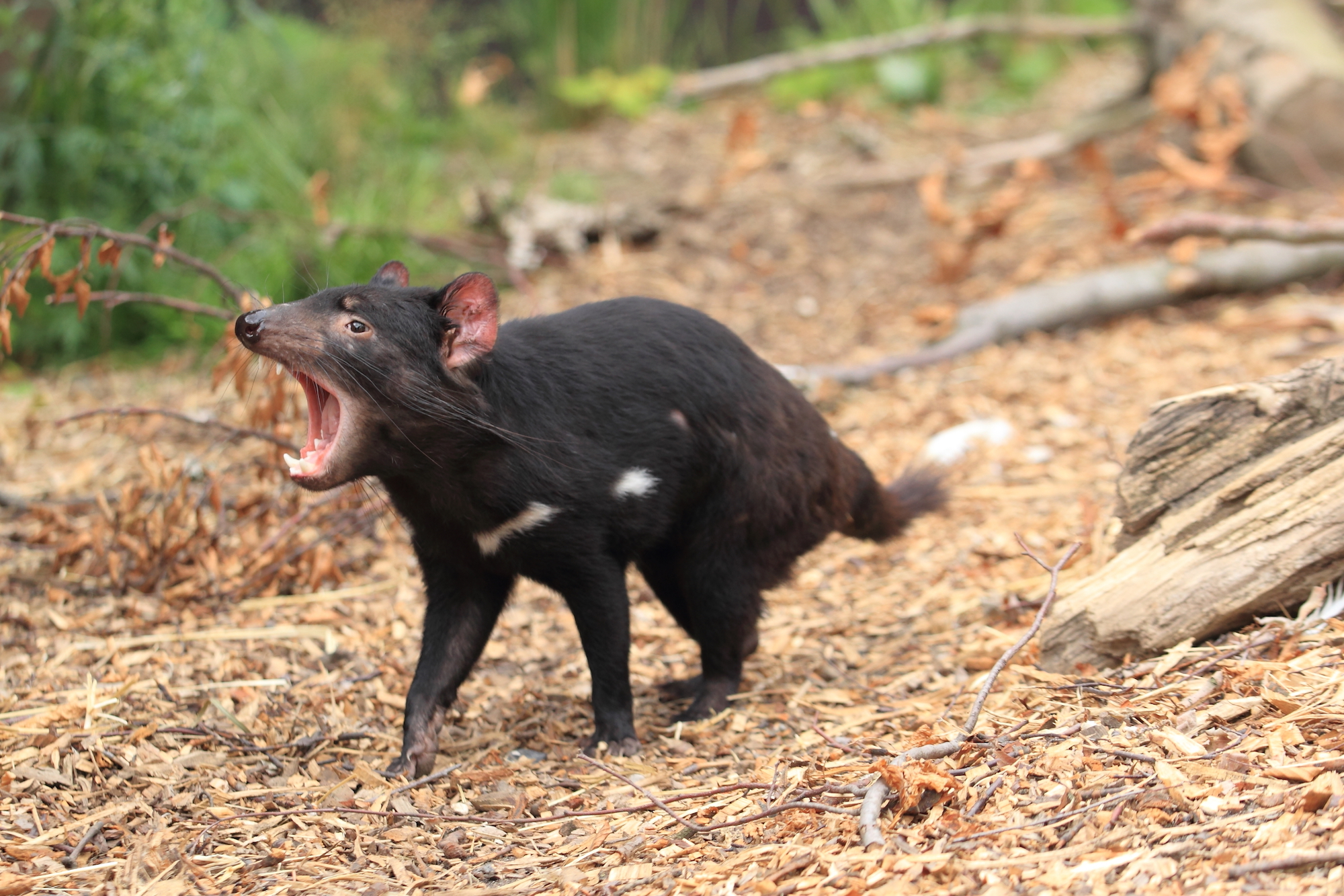 Species Feature: Tasmanian Devil | Australian Wildlife Journeys