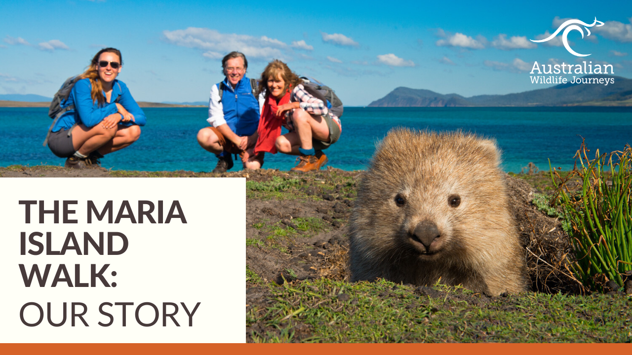 The Maria Island Walk: Our Story | Australian Wildlife Journeys