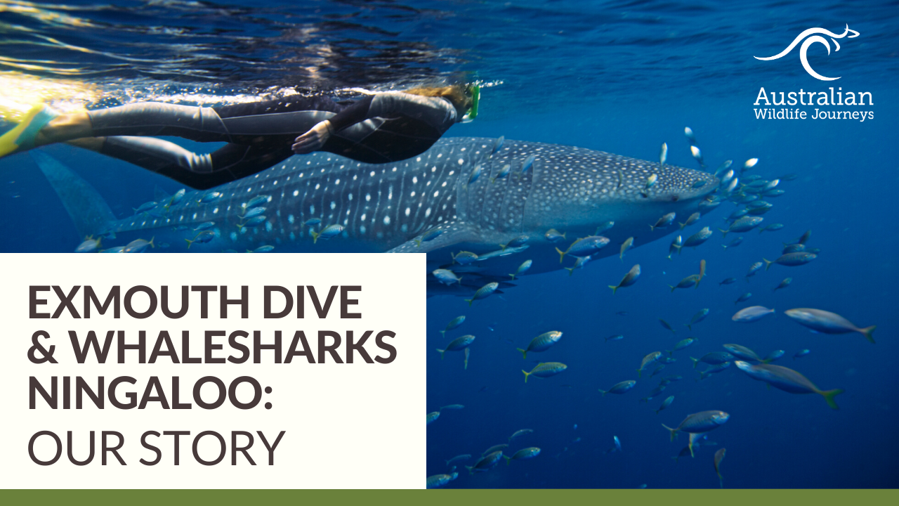 Exmouth Dive & Whalesharks Ningaloo: Our Story | Australian Wildlife ...