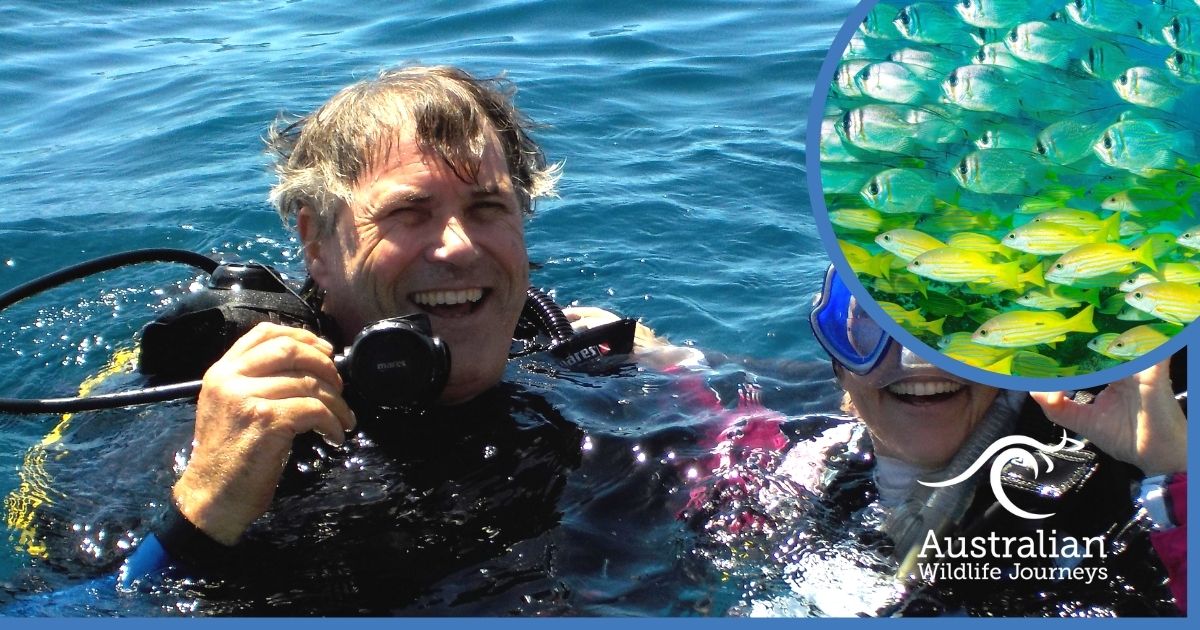 Diving the Muiron Islands and Outer Reef with Mark Ferguson ...