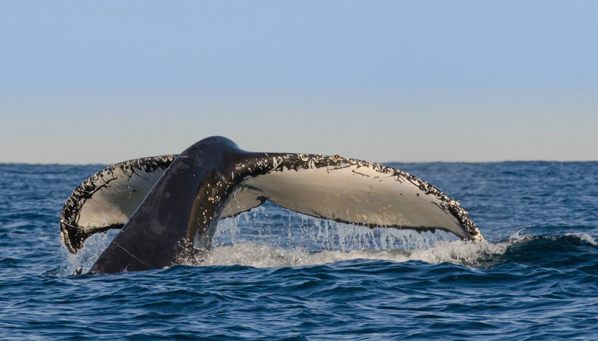 Sydney's Humpback Highway Open | Australian Wildlife Journeys