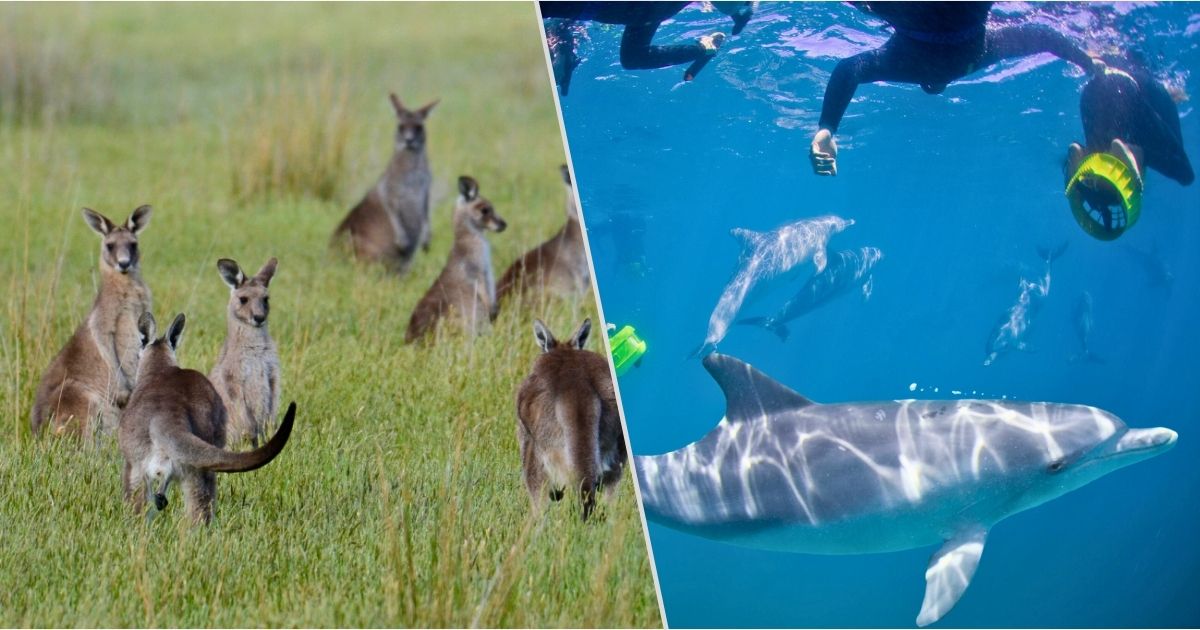 Australian Wildlife Journeys Welcomes Sydney Bespoke Tours & Perth ...