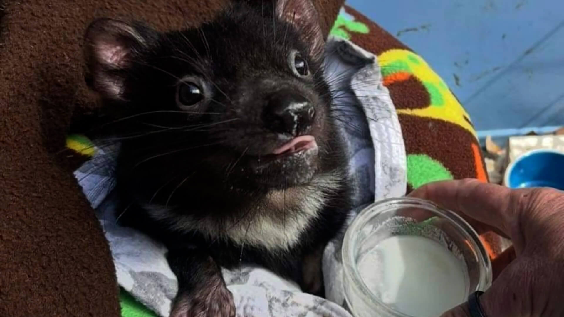 From Rescue to Release: Buster the Tasmanian Devil’s Journey Back to ...