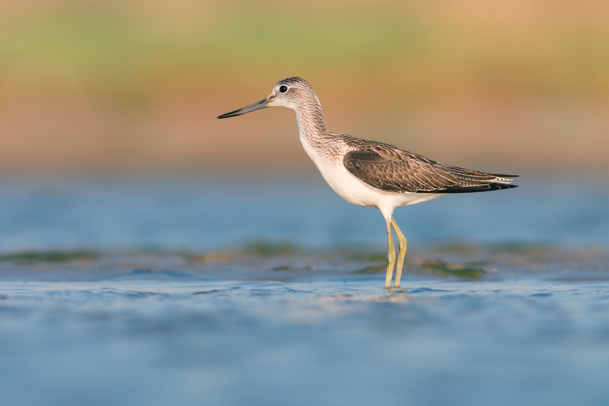 Best Places to see Australia's Amazing Northern Migratory Birds ...