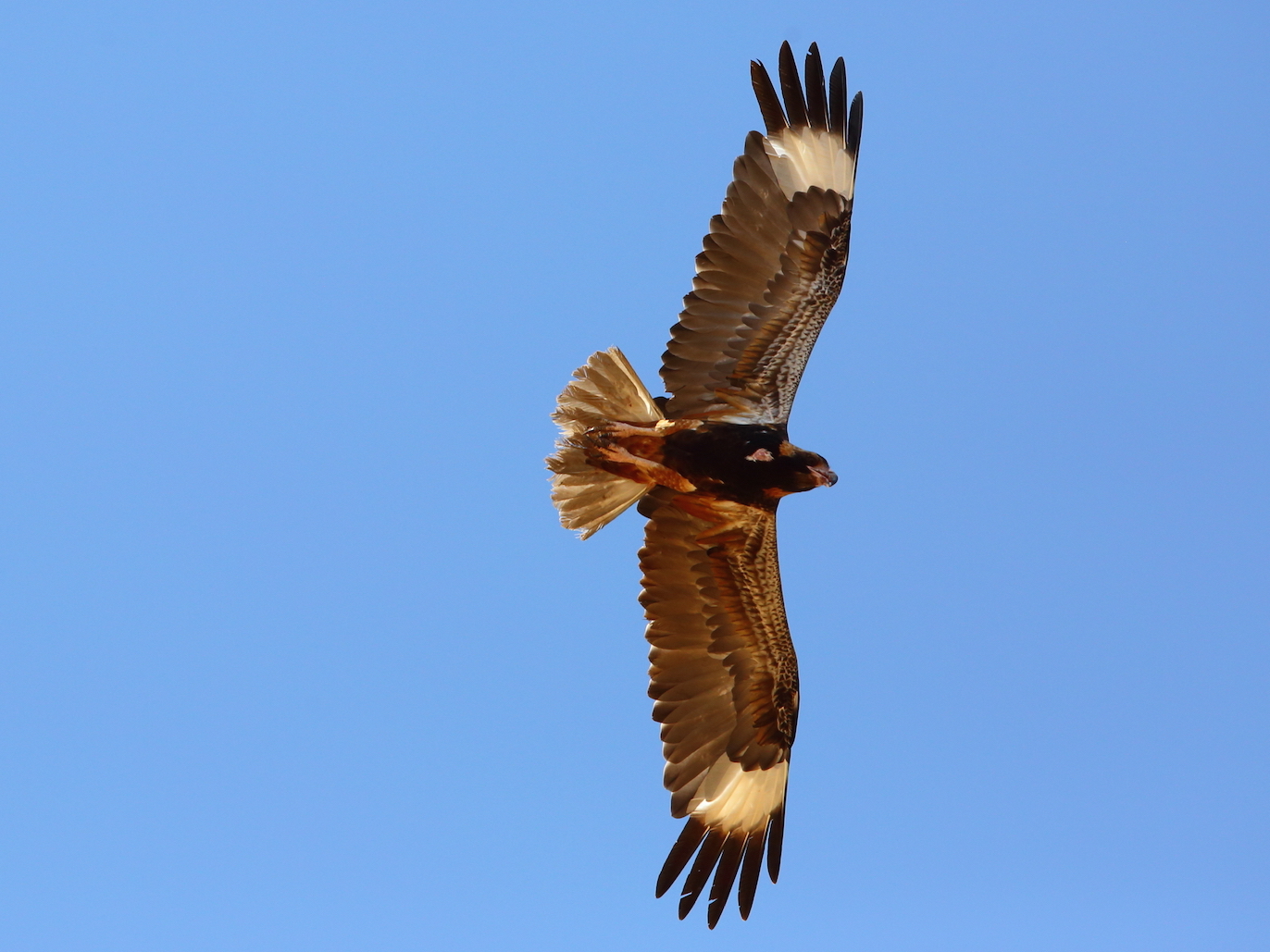 Raptors over the Red Centre | Australian Wildlife Journeys