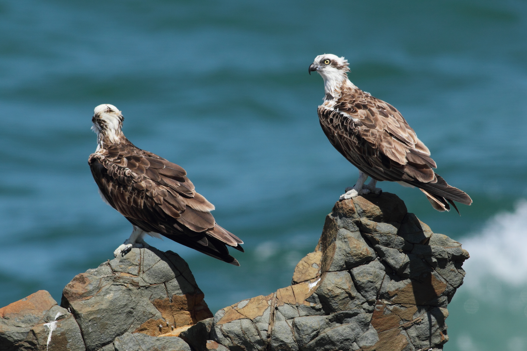 Species Feature: Eastern Osprey | Australian Wildlife Journeys