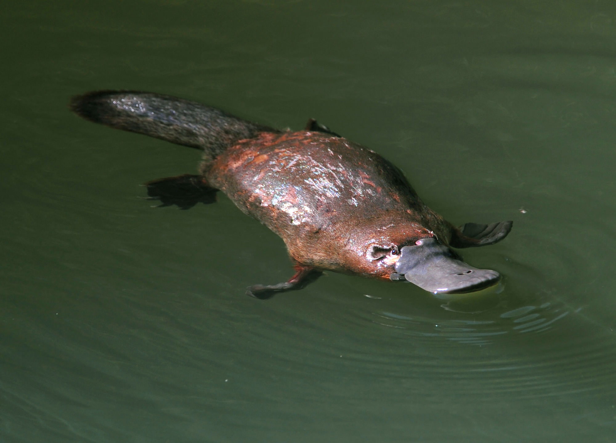 Platypus Spotting: Tips for Elusive Encounters | Australian Wildlife ...