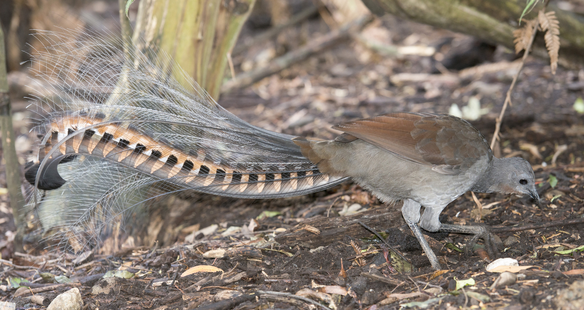 Species Feature: Superb Lyrebird | Australian Wildlife Journeys