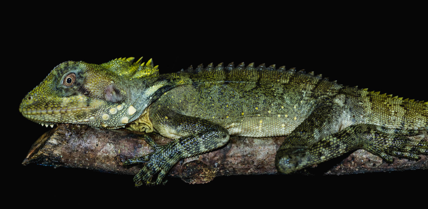 Lizard Spotting on Safari across Australia | Australian Wildlife Journeys